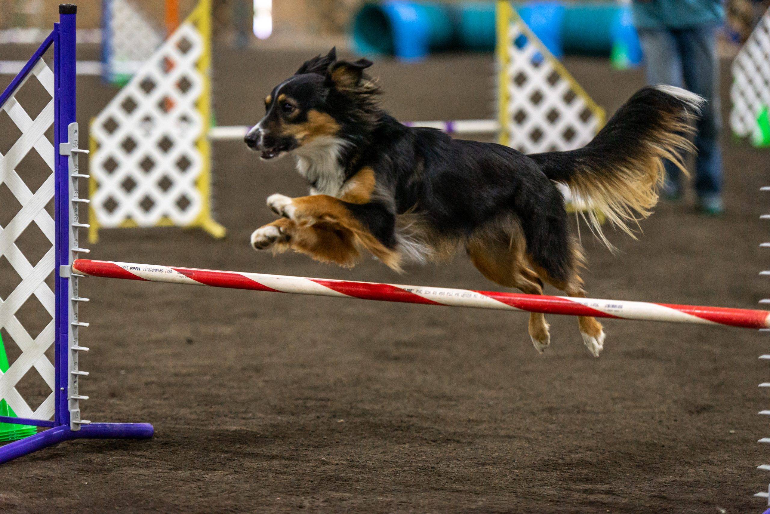 Agility Training for Different Breeds: Understanding How to Tailor ...