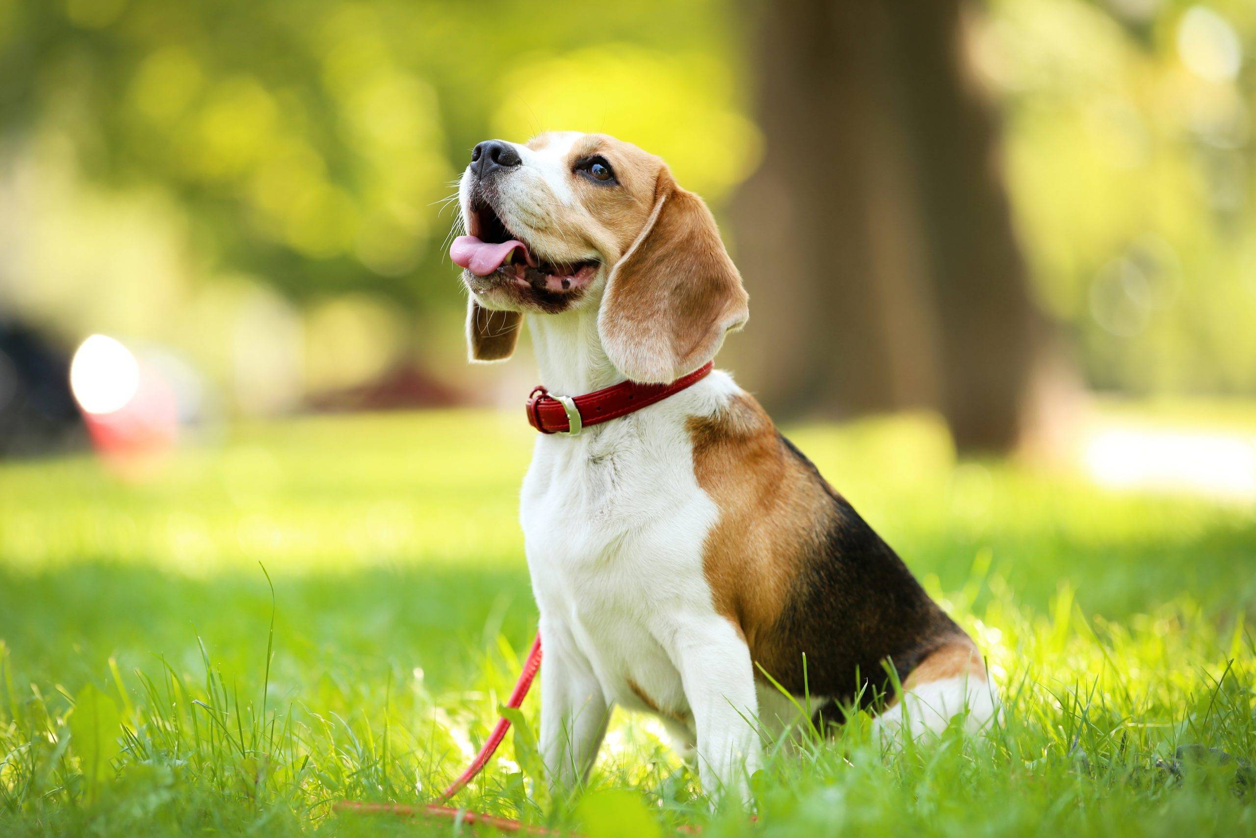 The Top 10 Most Stubborn Dog Breeds