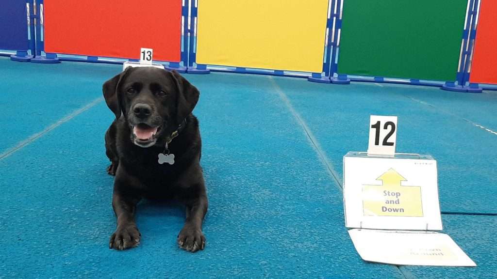 The History and Benefits of Rally Obedience - Joseph’s Obedience ...