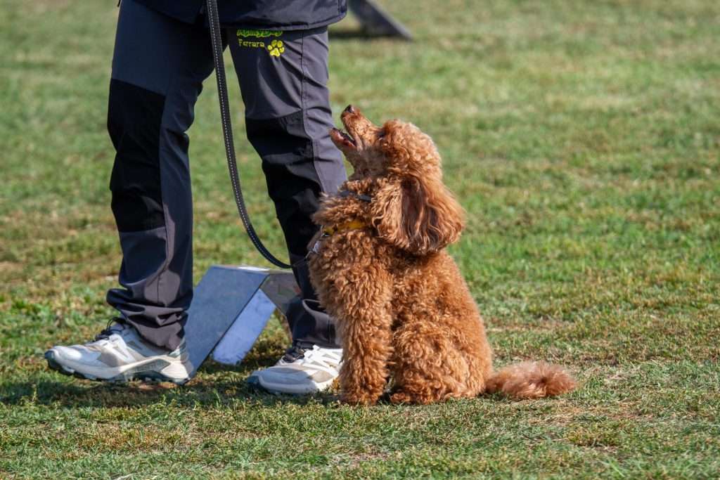 Rally Obedience vs. Traditional Obedience: What’s the Difference ...