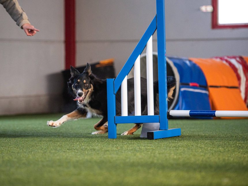 AKC ACT Trial Details Now Available!