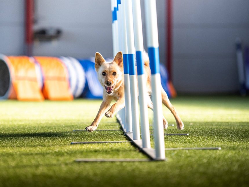 Dog Agility On Cape Cod | Dog Agility Training Near Me